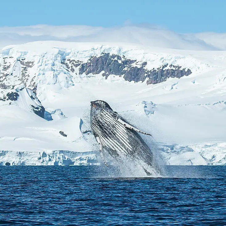 Home - Antarctica Travels | Antarctica Cruises Best Price